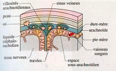 ANATOMIE: L'éncéphale