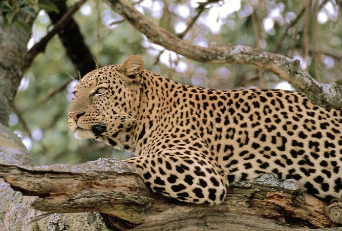 Le Guépard