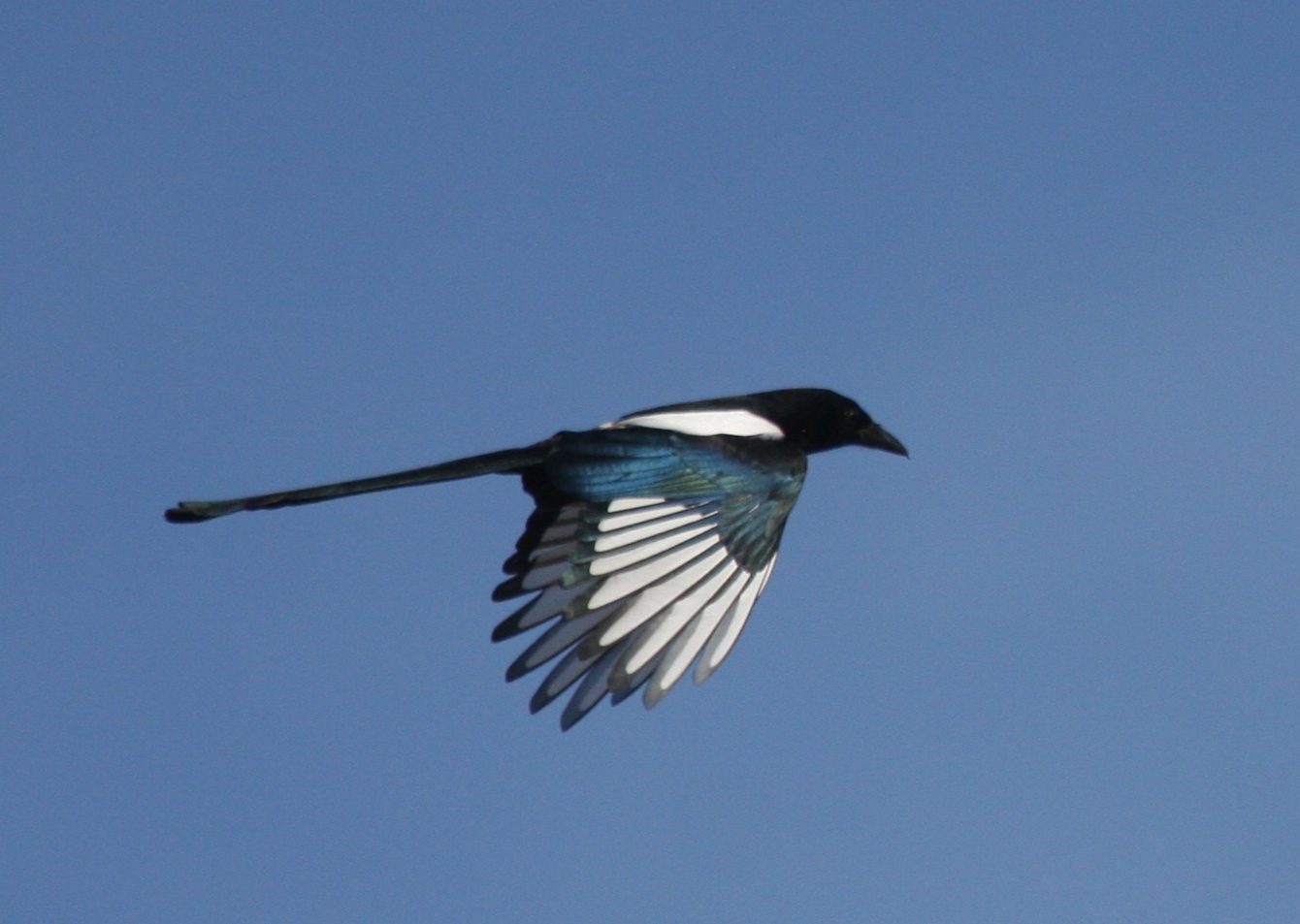 Birds and Such: Magpies, Magpie, and more Magpies