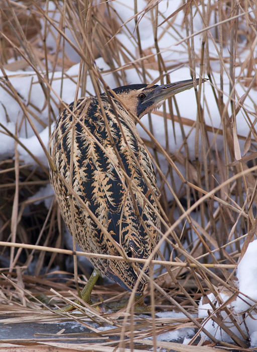 My birding stories