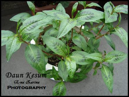 E-NA LOVELY KITCHEN ^_^: :-> Daun Kesum Thailand