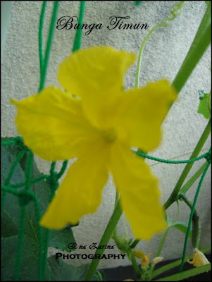 E-NA LOVELY KITCHEN ^_^: :-> Pokok Timun Jepun