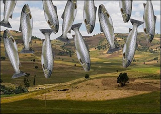 Incredible World: Fish Rain in Incredible Australia