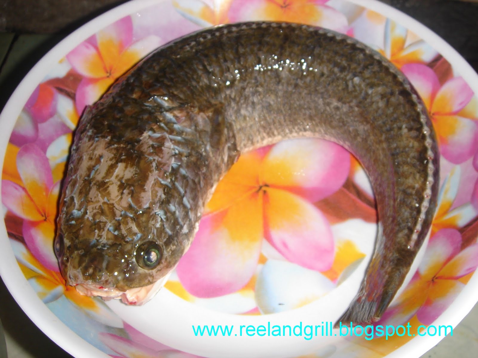 Reel and Grill: Pesang Dalag (Mudfish Stew in Ginger)
