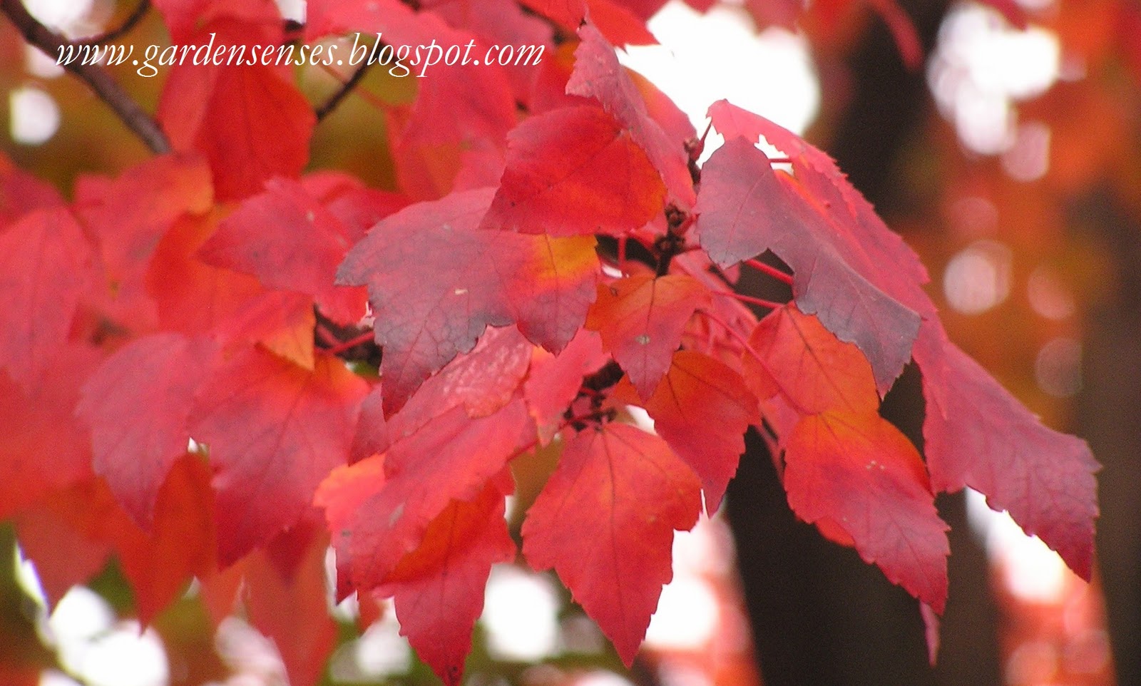 Garden Sense: Fall Color - Brilliant Trees