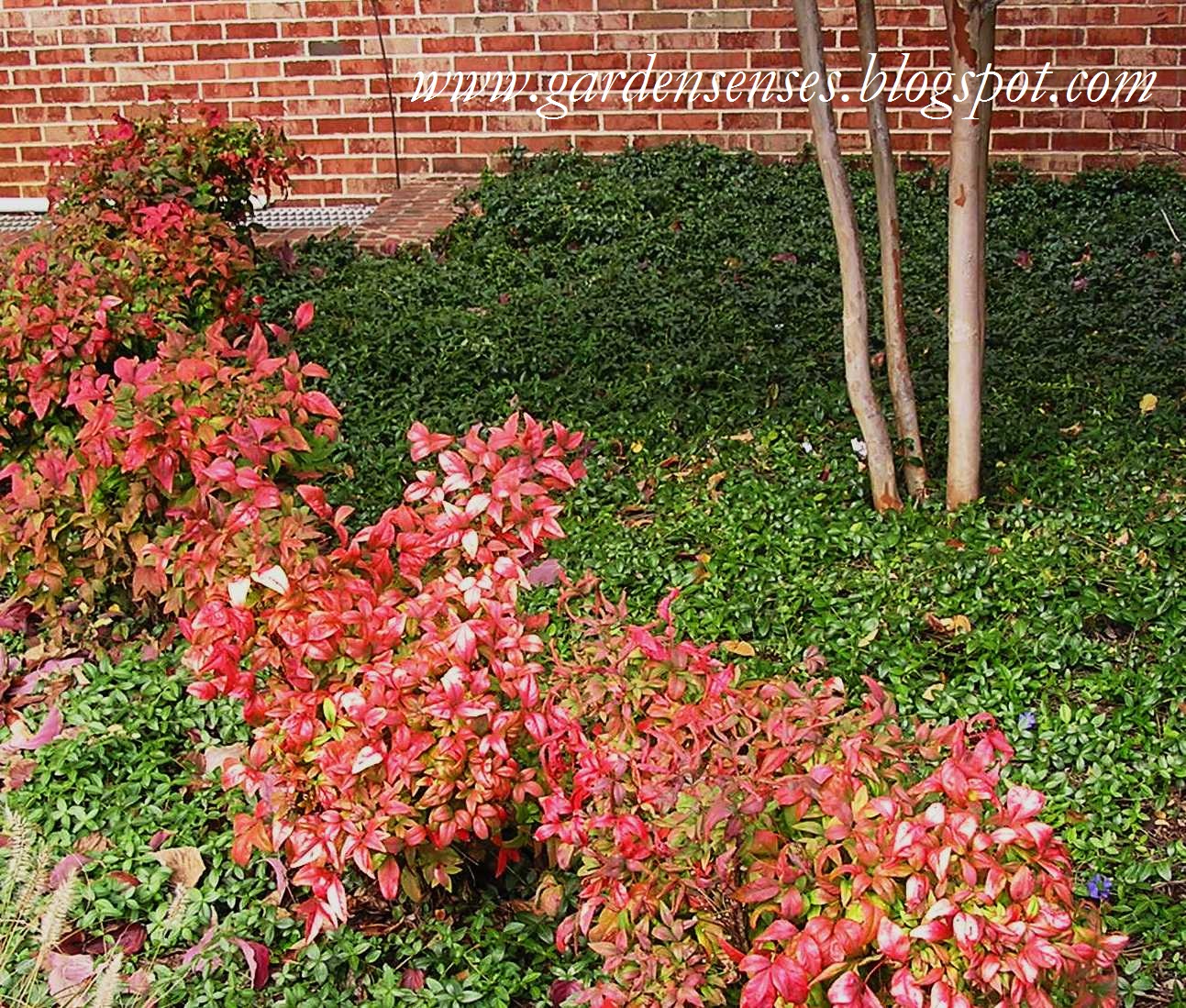 Garden Sense: Fall Color - Shrubs