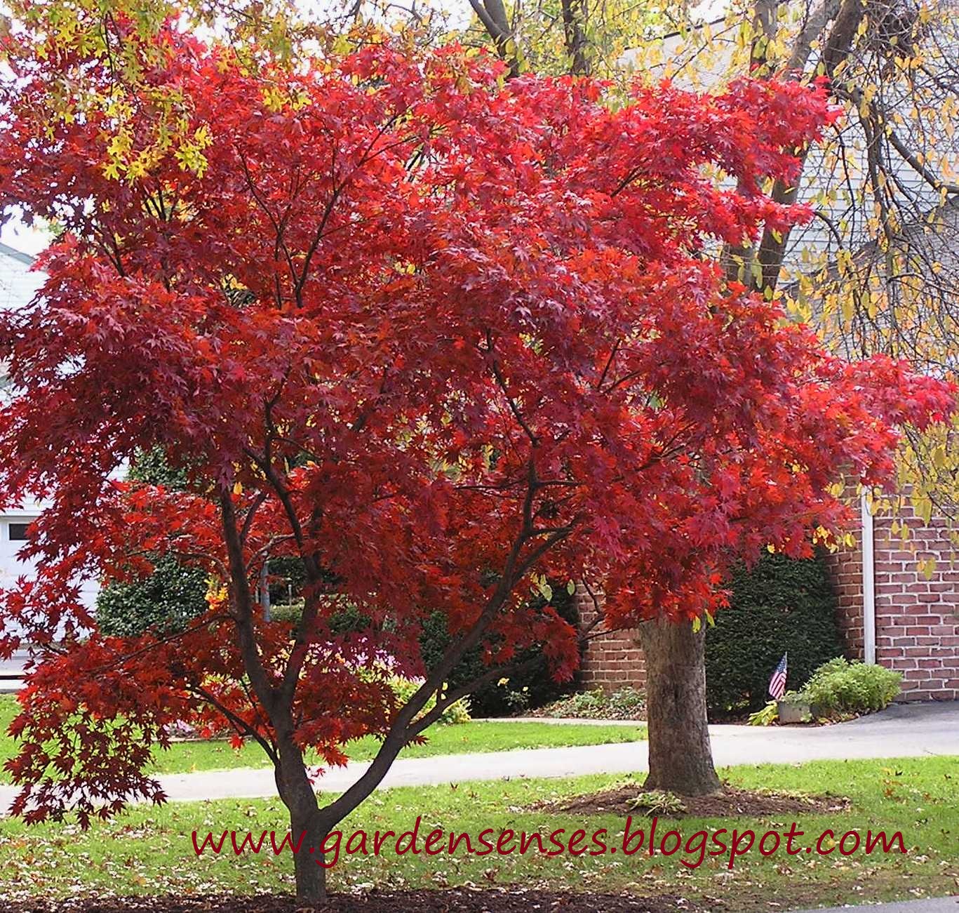 Japanese Maple Tree: Japanese Maple (Acer Palmatum)
