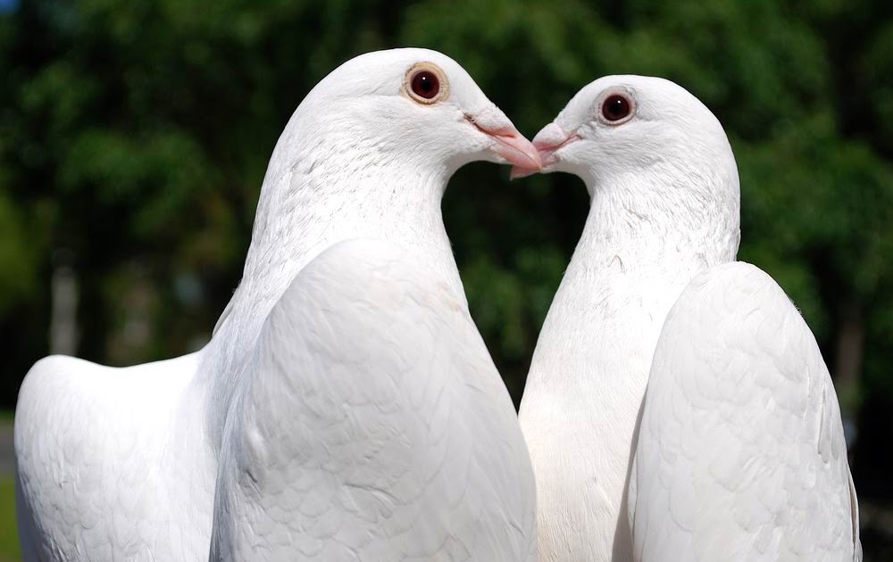 merpati kelinci: Merpati Lambang Kesetiaan
