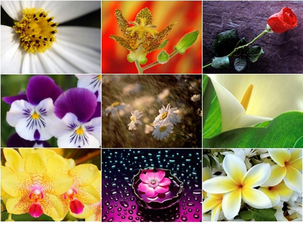 Flowers of Bangladesh: Seasoning Flower