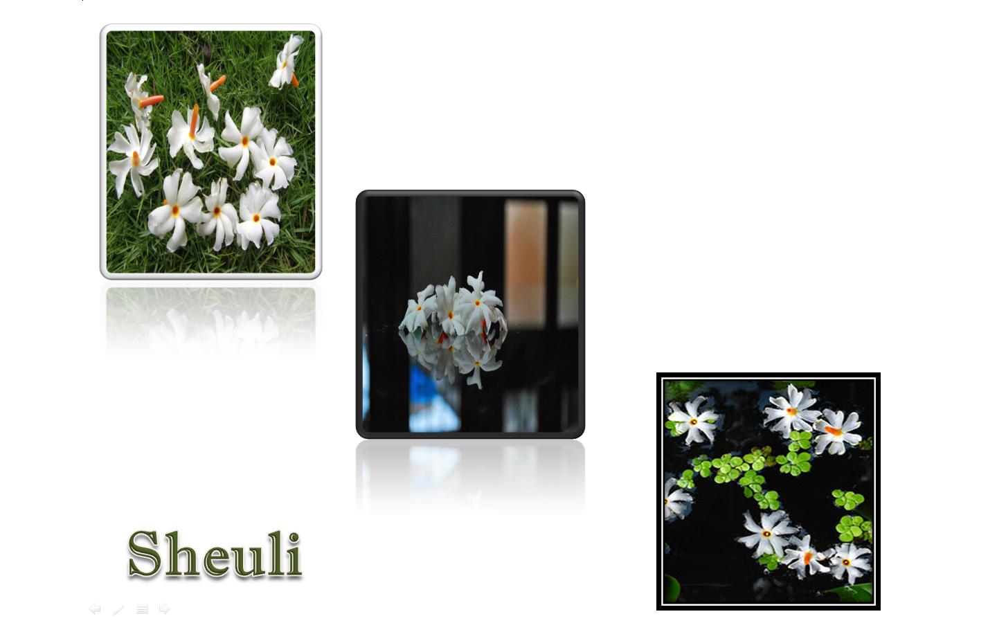 Flowers of Bangladesh: Sheuli