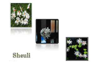 Flowers of Bangladesh: Sheuli