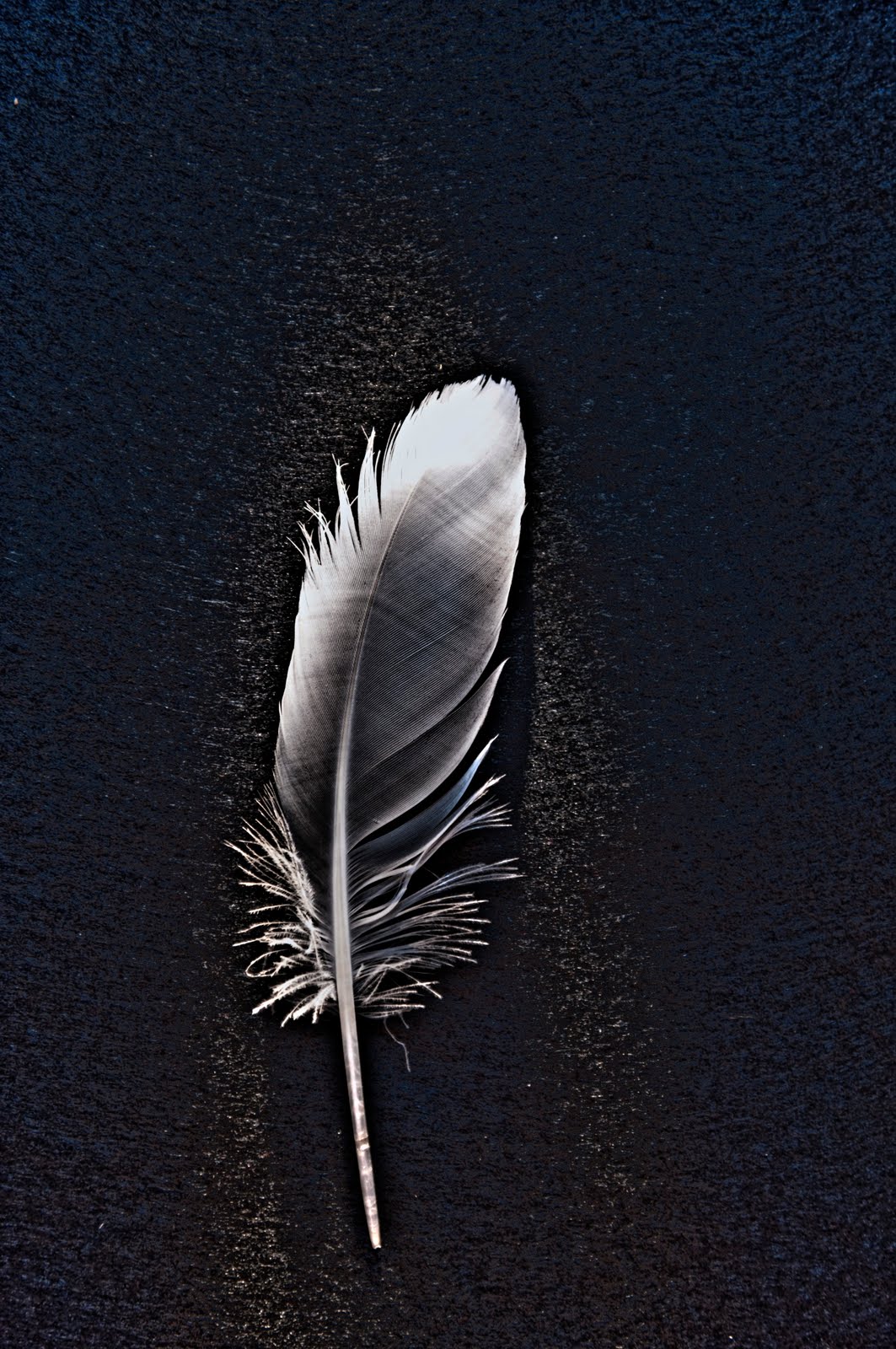 "KAYAKING DREAMIN": Gull Feather Photography