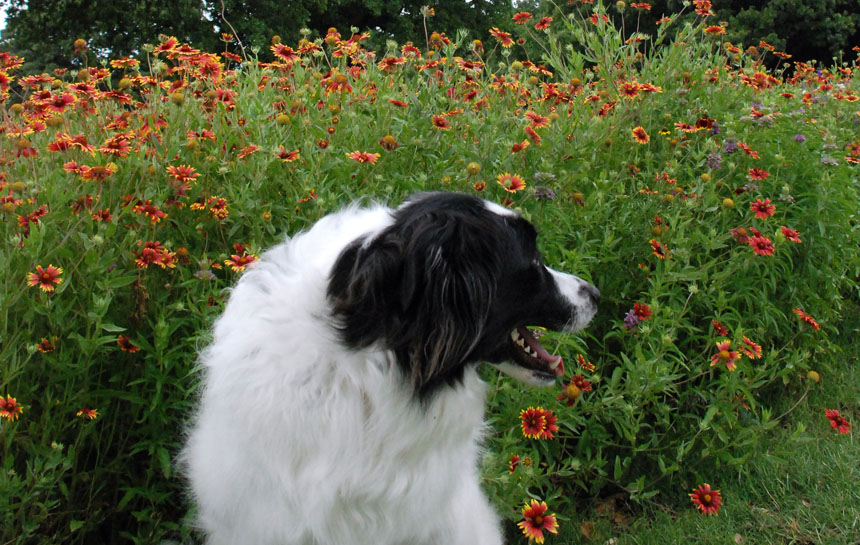 Raising Addie: Flowers for Mona