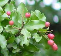 Especies Chilenas ******* bonsai nativo: Peumo / Cryptocarya alba