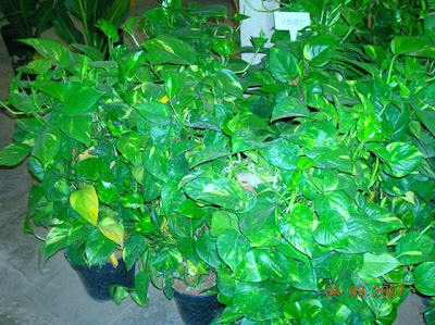 Vivero Esperanza: PHOTO COLOMBINA (comunmente llamada colombina)