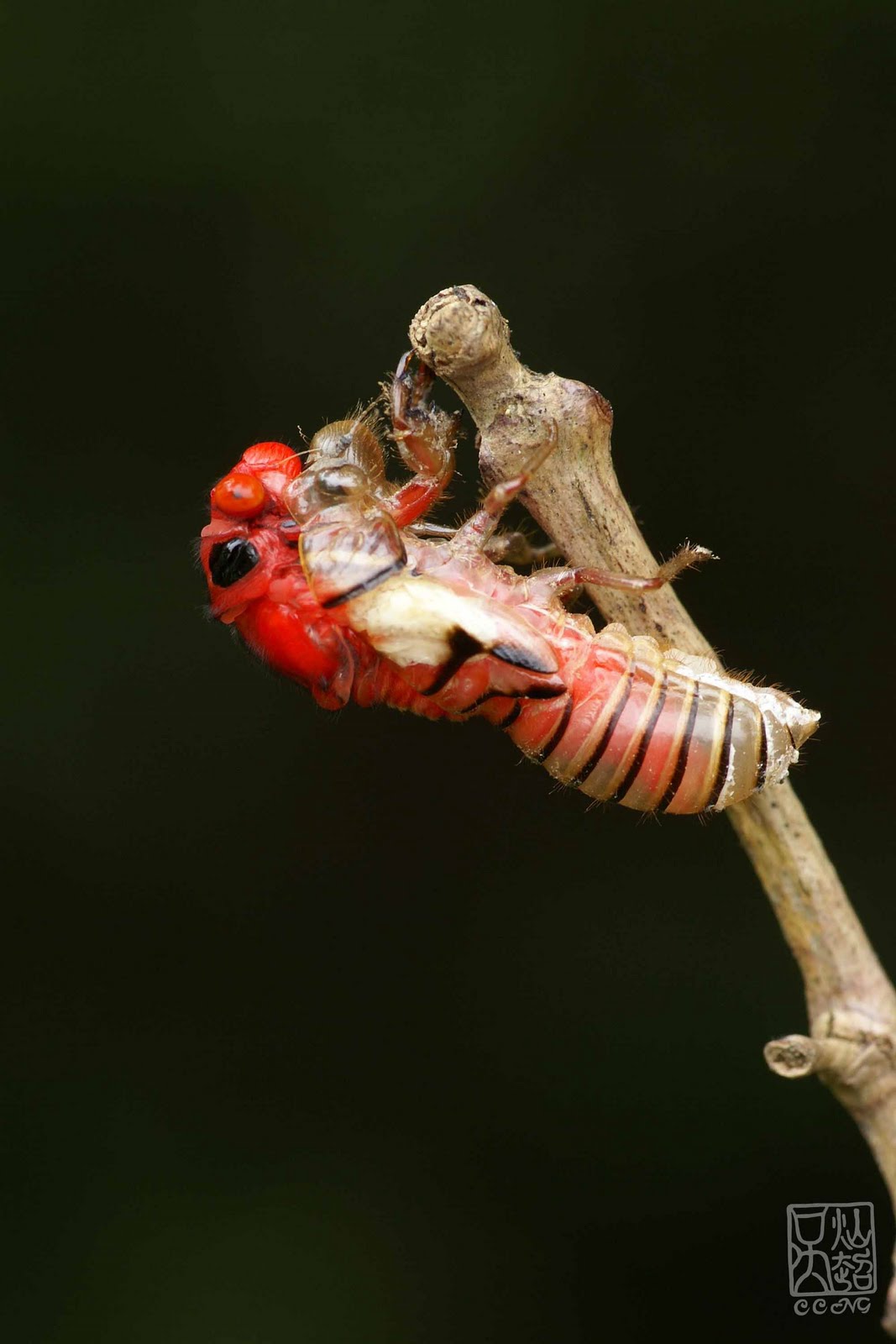 Shoot The Hooker: LIFE CYCLE OF THE BLACK AND SCARLET CICADA (HUECHYS ...