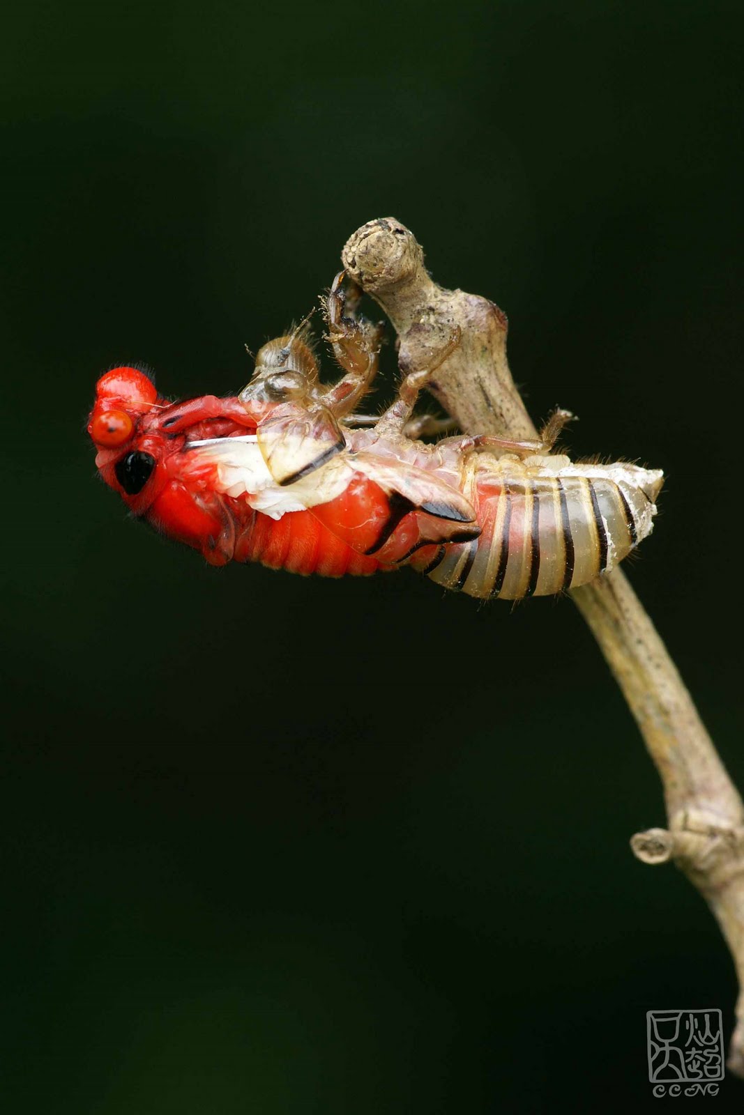 Shoot The Hooker: LIFE CYCLE OF THE BLACK AND SCARLET CICADA (HUECHYS ...