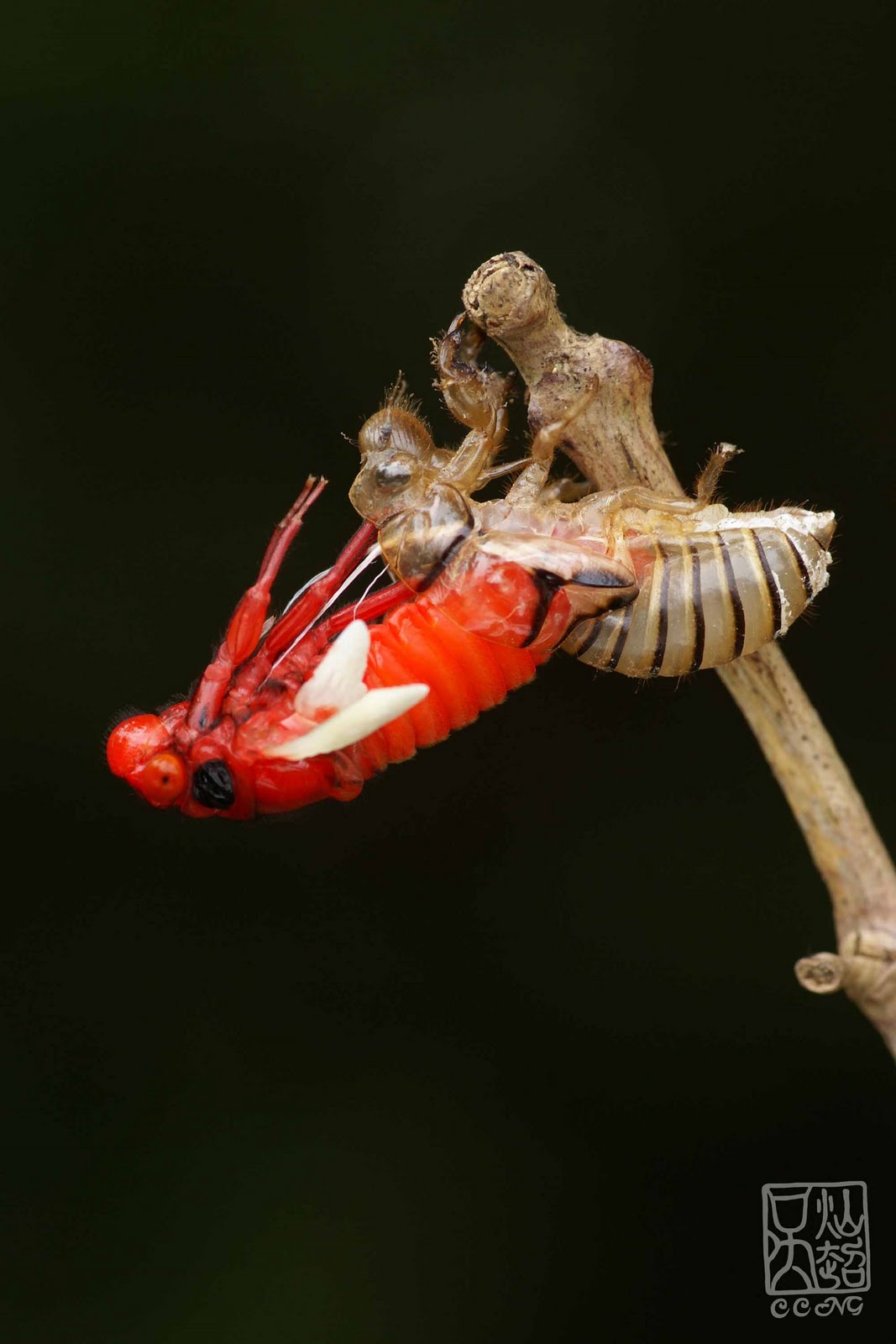 Shoot The Hooker: LIFE CYCLE OF THE BLACK AND SCARLET CICADA (HUECHYS ...