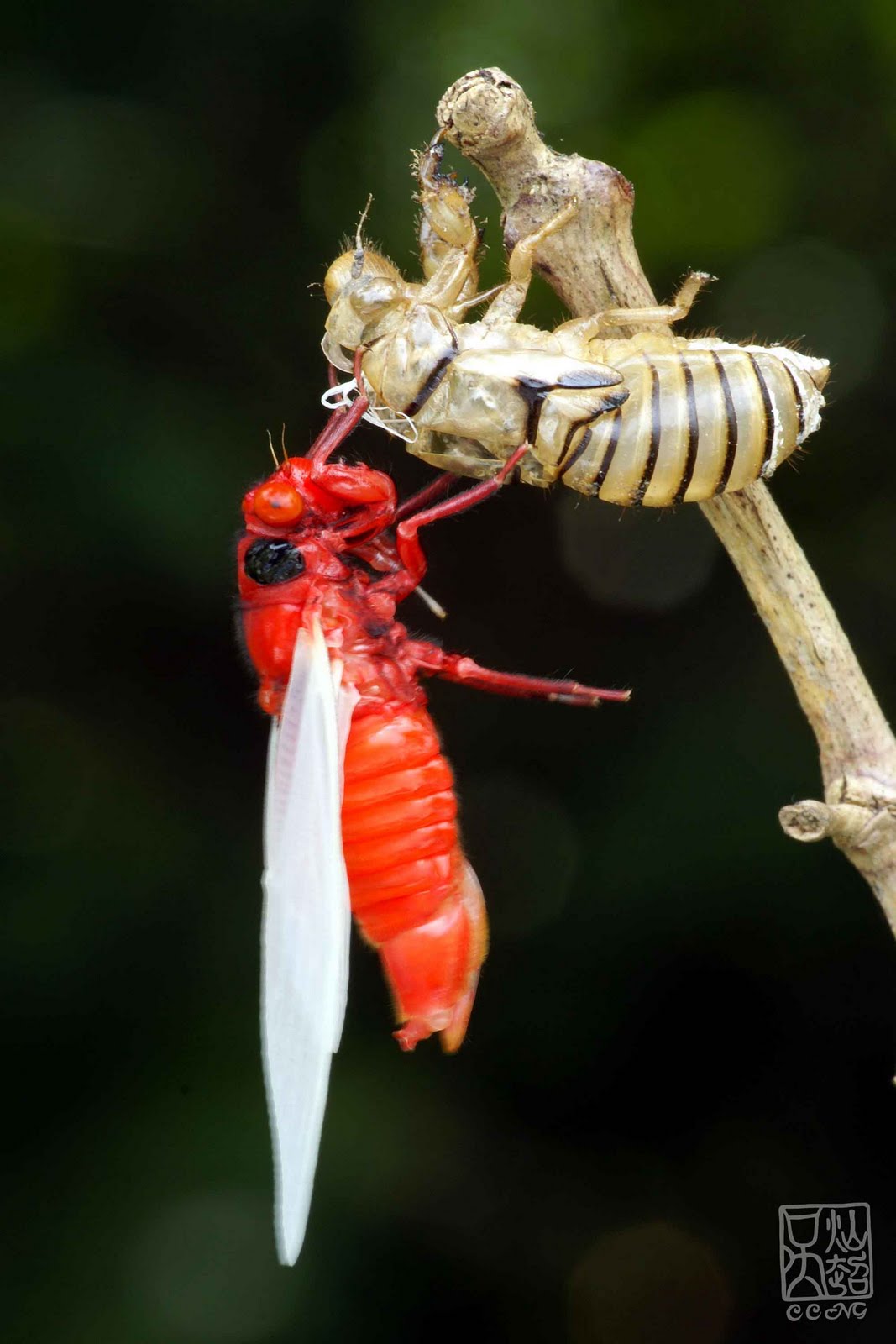 Shoot The Hooker: LIFE CYCLE OF THE BLACK AND SCARLET CICADA (HUECHYS ...