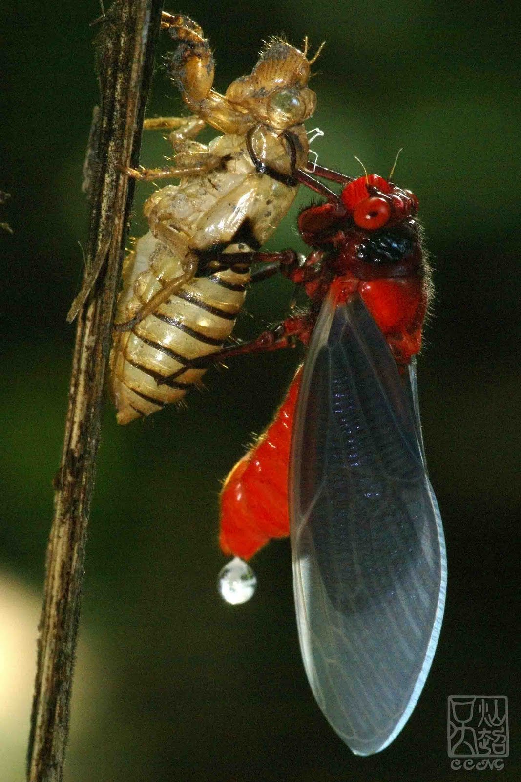 Shoot The Hooker: LIFE CYCLE OF THE BLACK AND SCARLET CICADA (HUECHYS ...