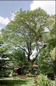 beautiful trees of srilanka