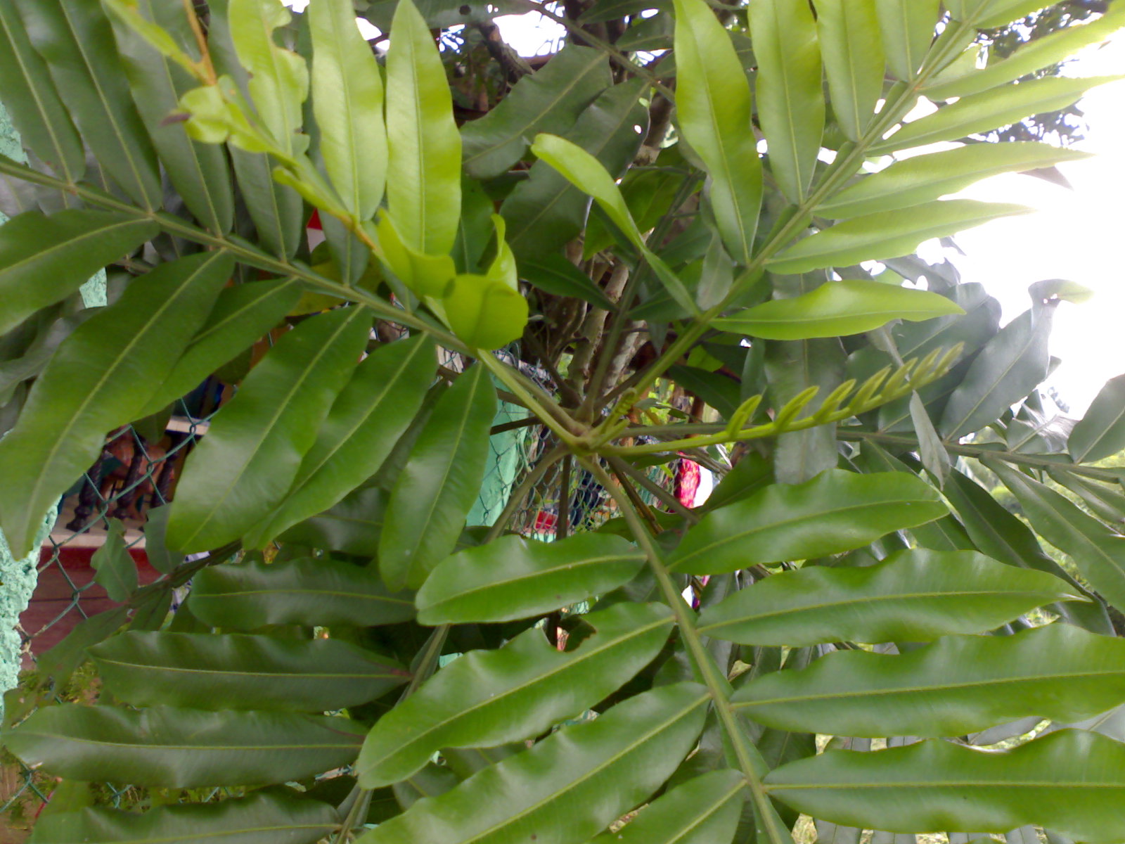 beautiful trees of srilanka