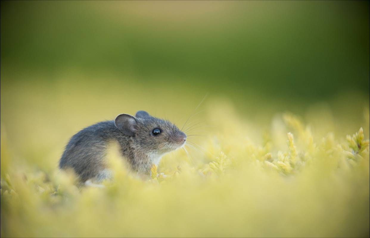 ...pictures on the run...