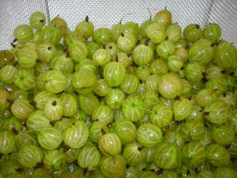 Annemarie Les Lilas: Kruisbessen