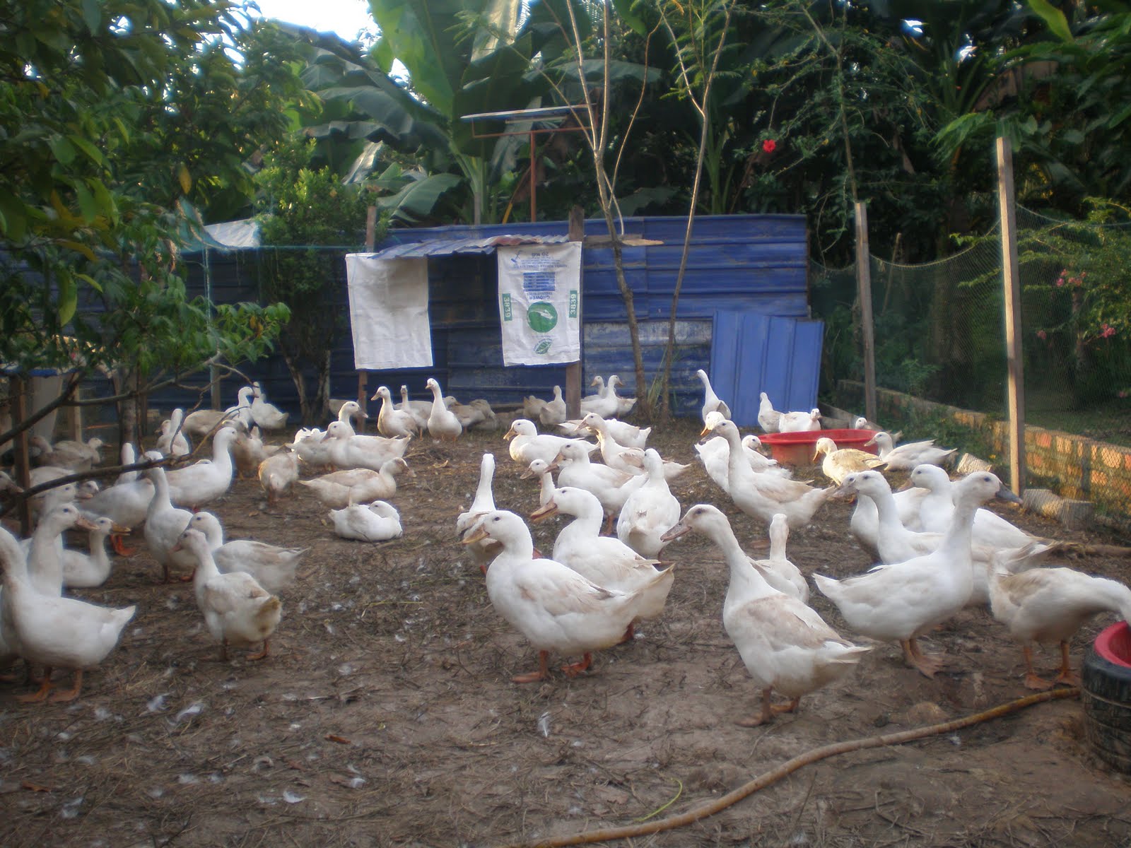 AYAM KAMPUNG KLUANG: PROJEK II -PENTERNAKAN & PENETASAN ITIK