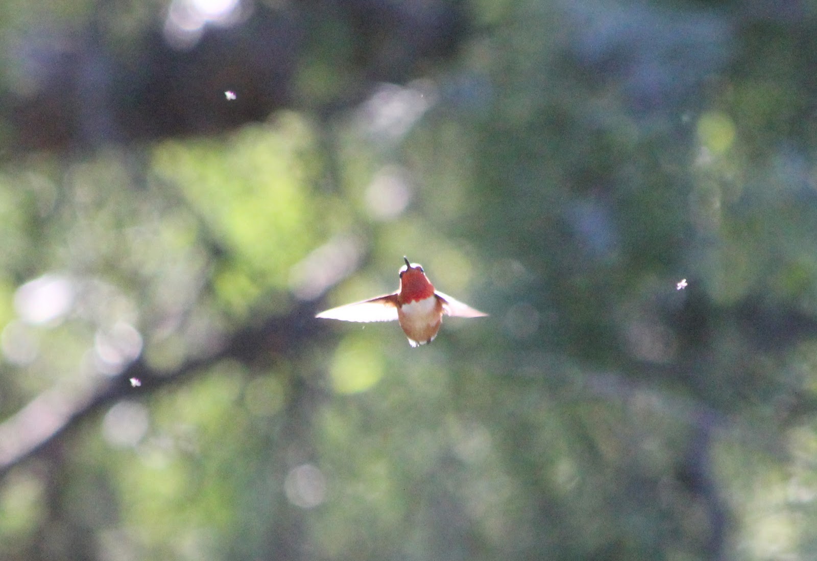 Timeless Environments: Strategies for Attracting More Hummingbirds to ...