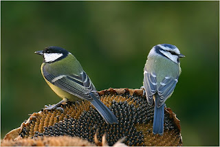 Fauna blogja: A kék cinke látogatása