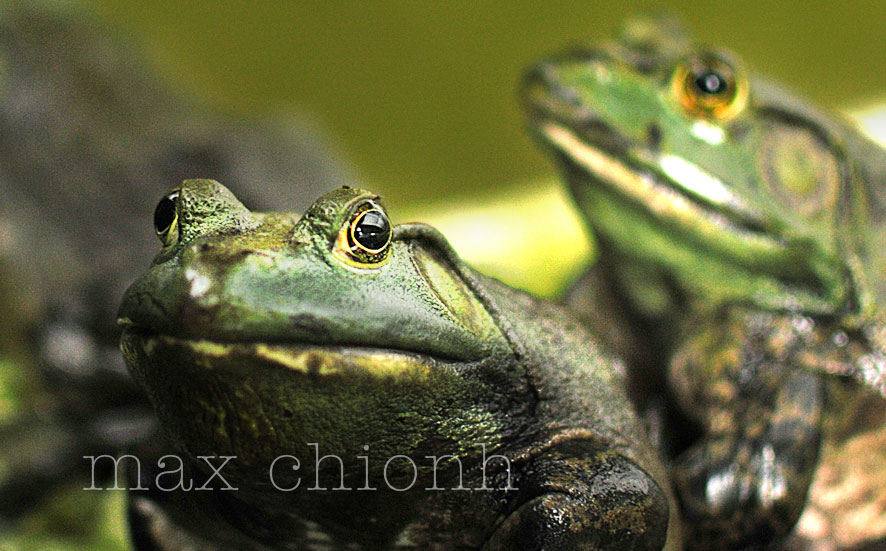 the snapping tortoise: Goat, Frog & Fish Farms