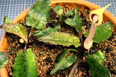 Zsotyi blogja: A Cryptocoryne nemzetség