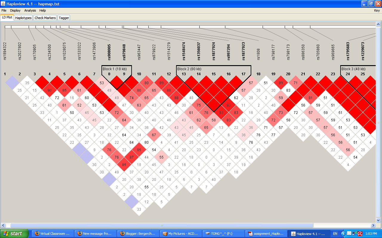 Bergerchees: Haploview