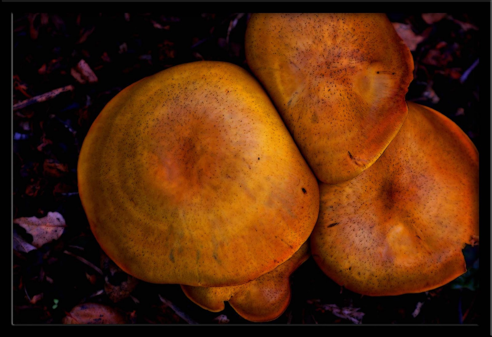 Levonne's Pretty Pics: 18/365 How Does That Feel?