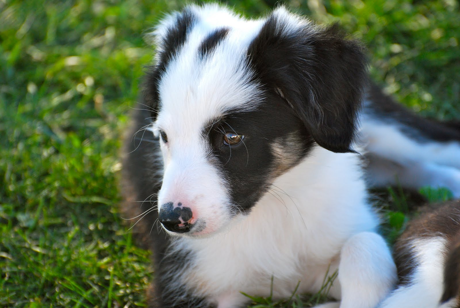 Hillcrest Border Collies: Available Male Puppies