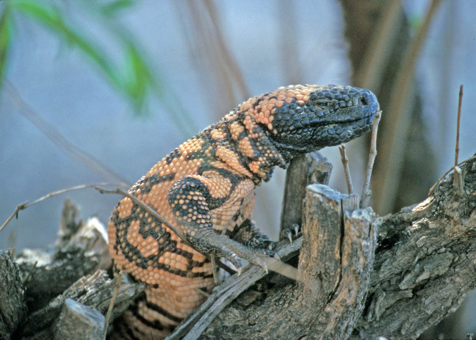 The Azure Gate Gila Monster the-azure-gate-gila-monster