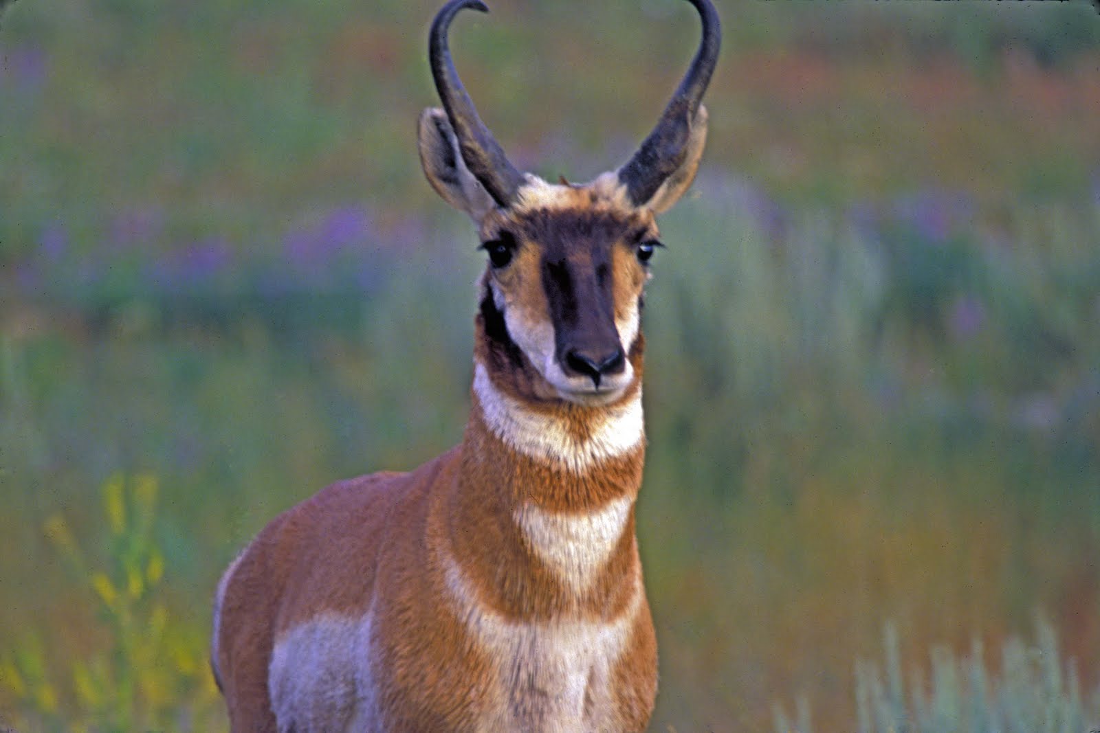 The Azure Gate: Pronghorn in Wildflowers