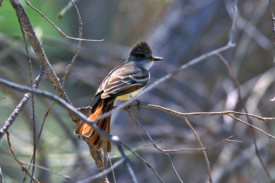 The Azure Gate: San Pedro Wildlife Conservation Area - Birder's Delight