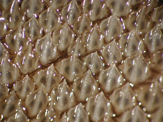 Dermal Denticles