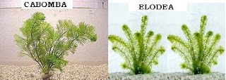 AquariofiliaBR: ELODEA E CABOMBA ... AS MAIS POPULARES