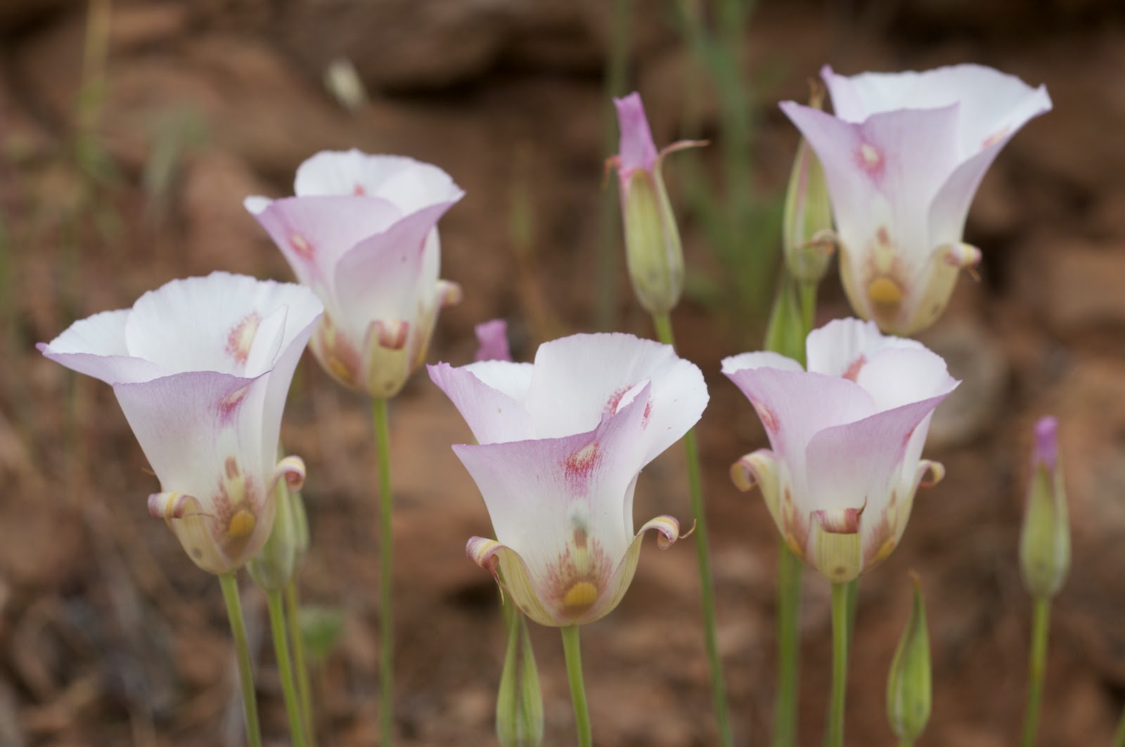 PlantWorld: San Benito County Geophytes