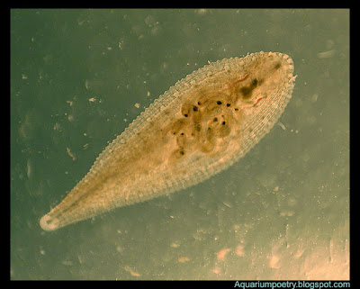 Aquarium Micro Gallery: Leeches - Theromyzon tessulatum