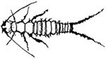 Insectario Virtual: Orden Diplura