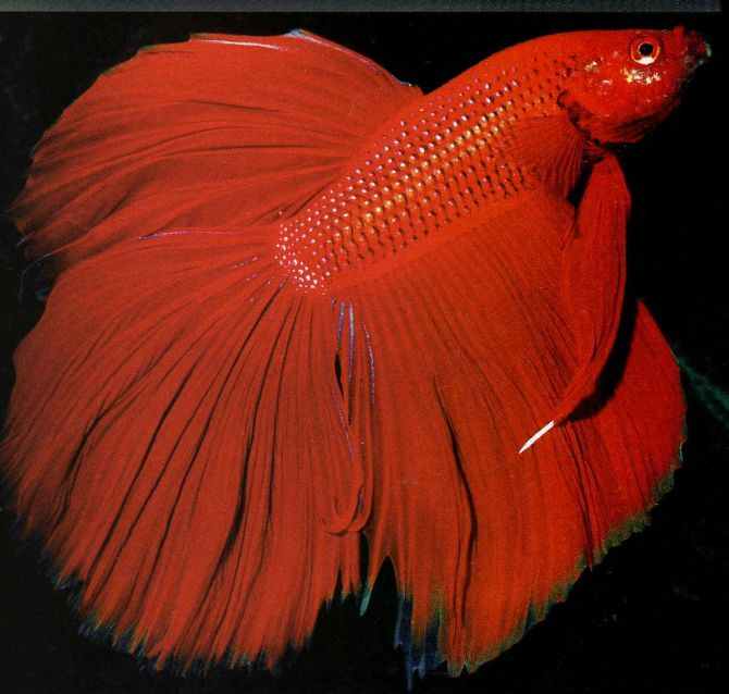 variety of luxurious and beautiful ornamental fish: Siamese Fighter