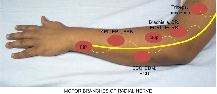 NEUROLOGY INVESTIGATIONS: RADIAL NERVE ANATOMY