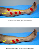 NEUROLOGY INVESTIGATIONS: COMMON PERONEAL NERVE ANATOMY