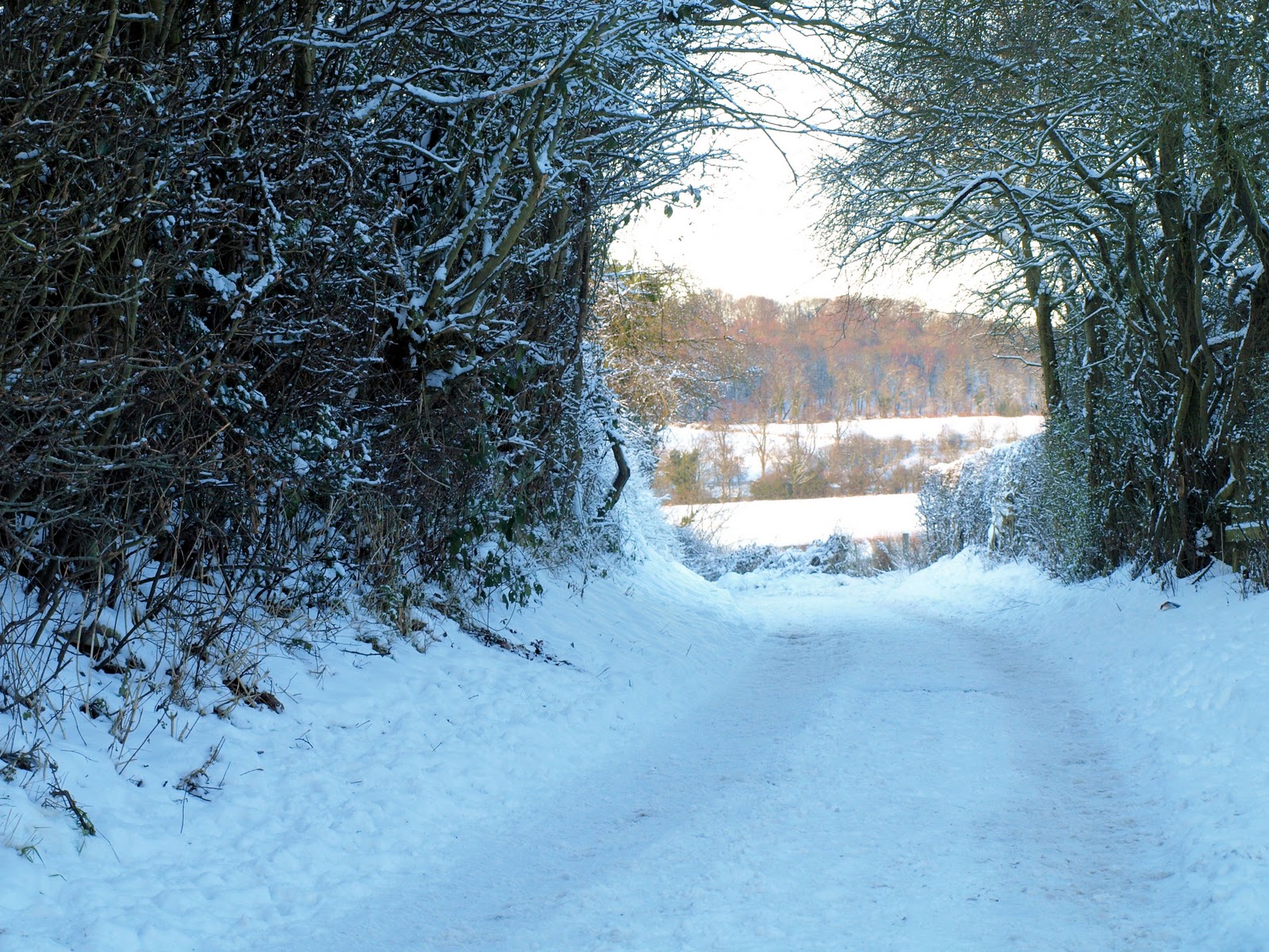A Photoblog of Everyday Life: Snowy days