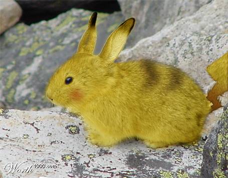 A modo mio: Pikachù Rabbit Version