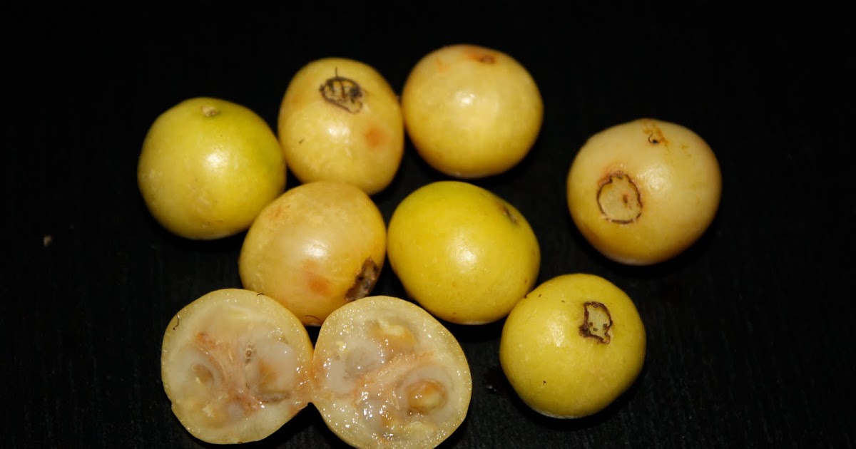 the great fruit hunt: arrayanes